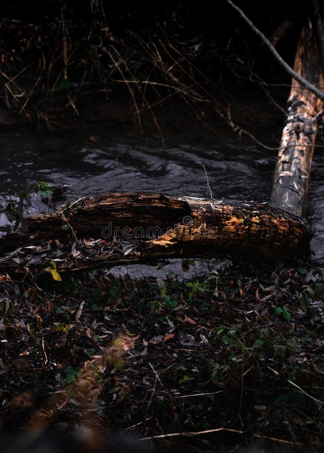 Old Rotten Tree Truck in the River Stock Image - Image of wood, vintage ...