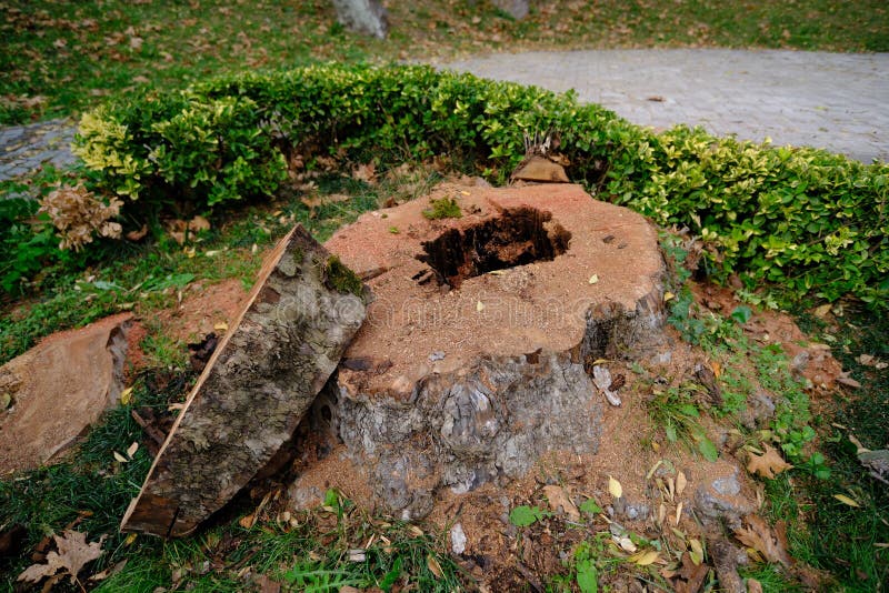 Old Rotten Tree Trunk in a Deciduous Forest in Early Spring Stock Photo ...
