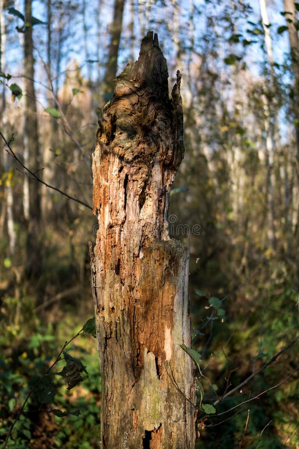 Old rotten tree trunk stock image. Image of woodland - 172129513