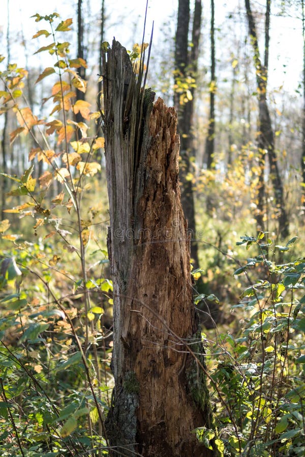 Old rotten tree trunk stock photo. Image of dead, weathered - 172130046