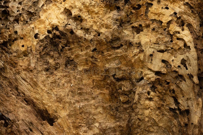 Texture of a Rotten Tree Trunk Stock Image - Image of rotten, wadi ...