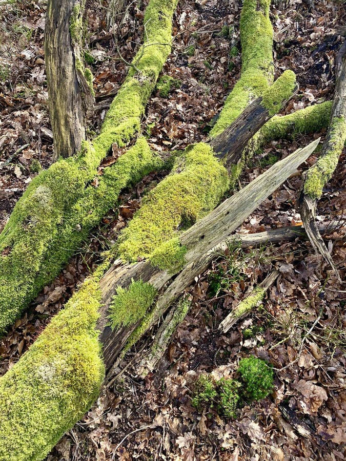 Old Rotten Tree Trunk with Moss Plants. Stock Photo - Image of plants ...