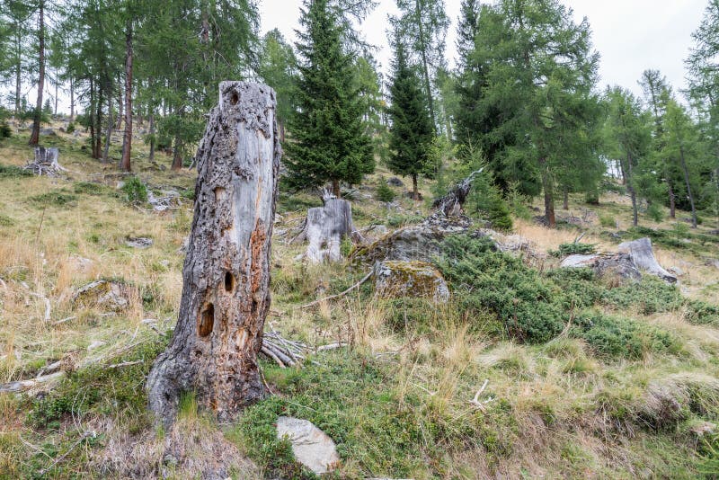 Old Rotten Tree Trunk in the Mountains Stock Image - Image of autumn ...
