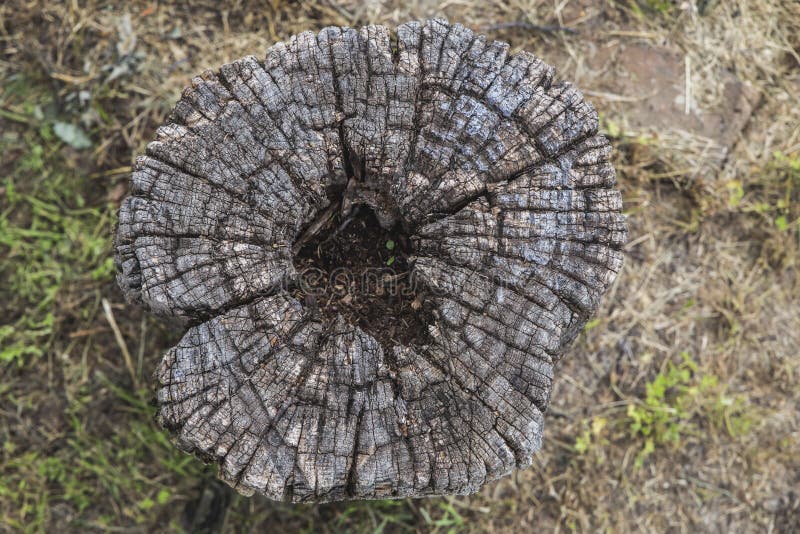 Old Rotten Tree Trunk with a Void Inside Stock Image - Image of pattern ...