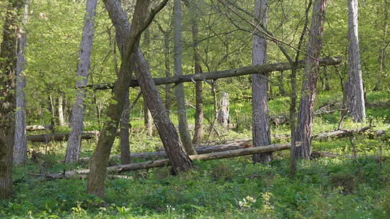 Trees fell in the forest stock photo. Image of woods - 217563974