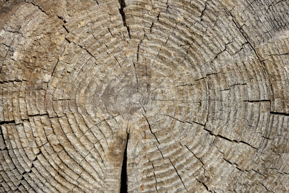 Old rotten trunk stock image. Image of closeup, industry - 38575911