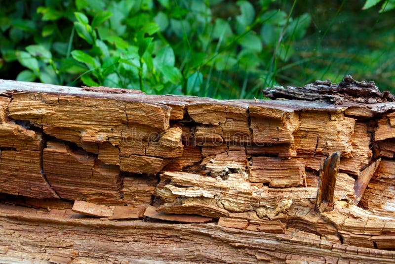 The Old Rotten Trunk of a Fallen Tree Stock Image - Image of damage ...