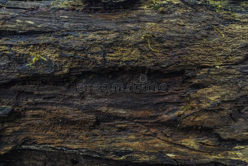 Rotten wood texture stock photo. Image of rough, black - 200026074
