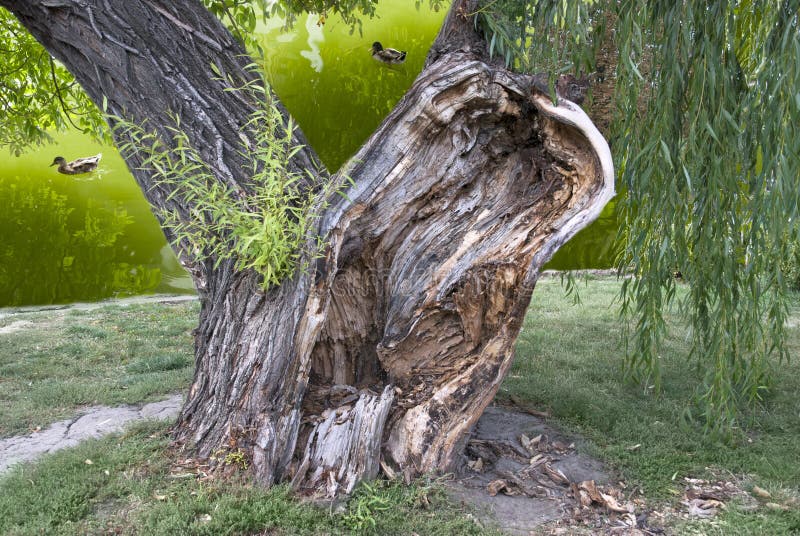 Old rotten willow tree stock image. Image of texture - 336044565