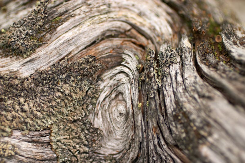 Old Rotten Wood Picture. Image: 1201378