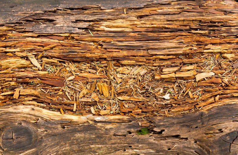 Old rotten wood stock photo. Image of color, floor, bark - 43344922