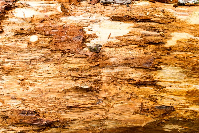 Old rotten wood stock photo. Image of color, floor, bark - 43344922