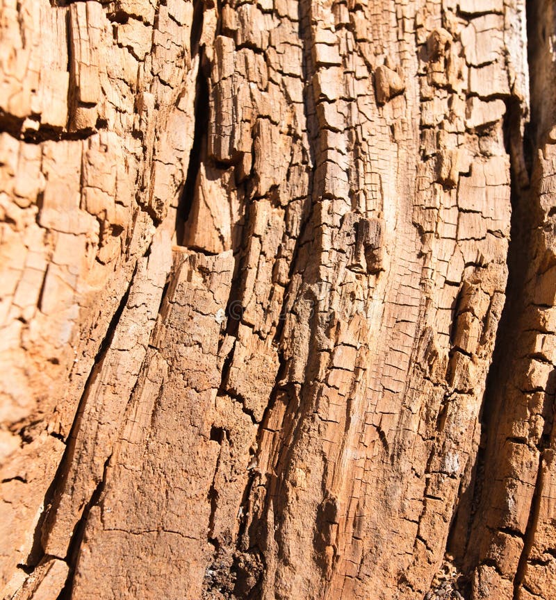 Old Rotten Wood in a Tree As a Background Stock Photo - Image of ...