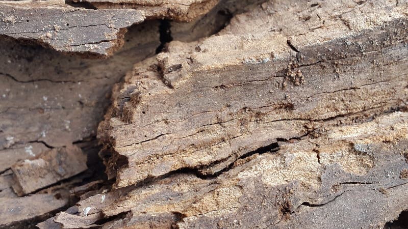 Old Rotten Wood. Vintage Background of Old Rotten Wood. Vintage ...