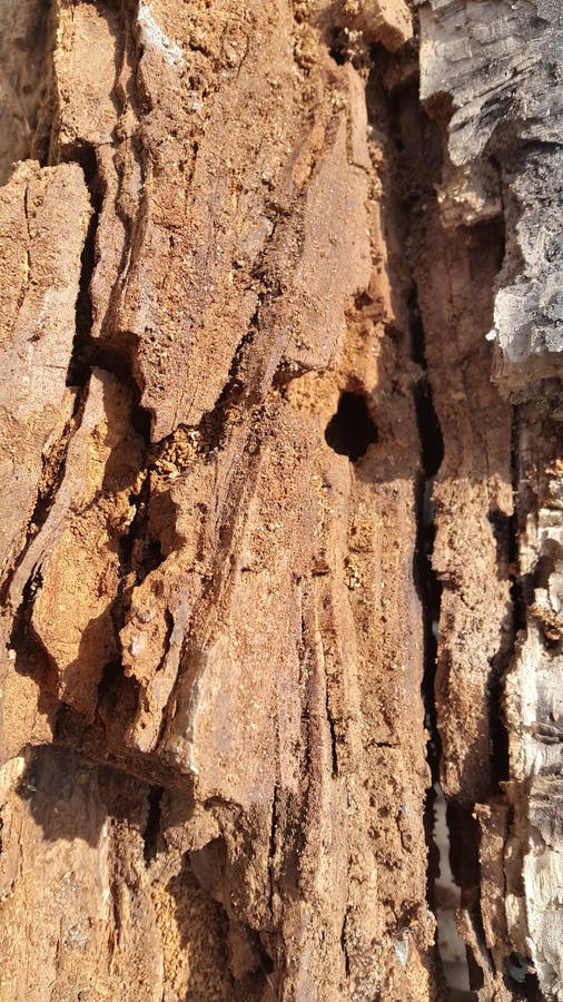 Rotten Wood. Rotten Wood Texture Stock Photo - Image of damage, timber ...