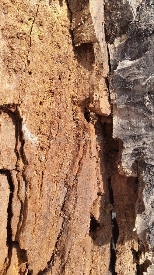 Old Rotten Wood. Vintage Background of Old Rotten Wood. Vintage ...