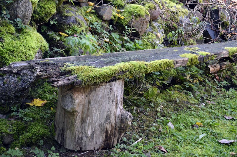 Old and Rotten Wooden Bench Stock Image - Image of mossy, seating ...