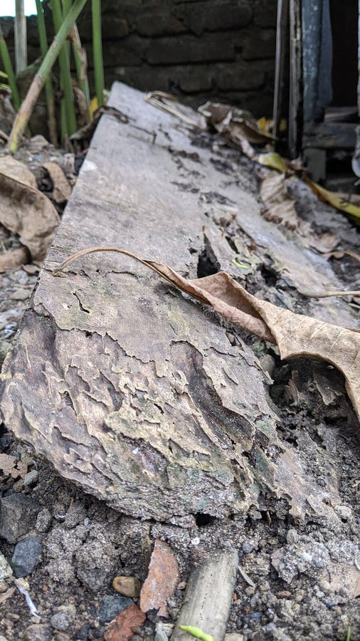 Old rotten wooden planks stock image. Image of trunk - 272236651