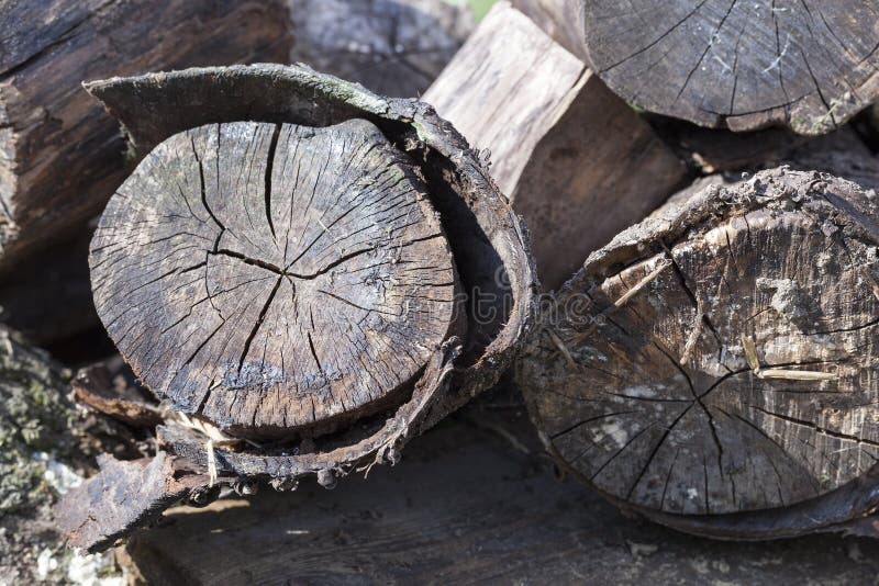 Old rotting logs stock image. Image of effect, closeup - 80373685