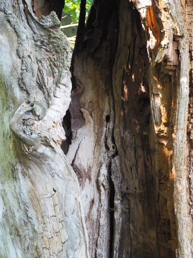 Old rotting tree stock image. Image of broken, branch - 249541775