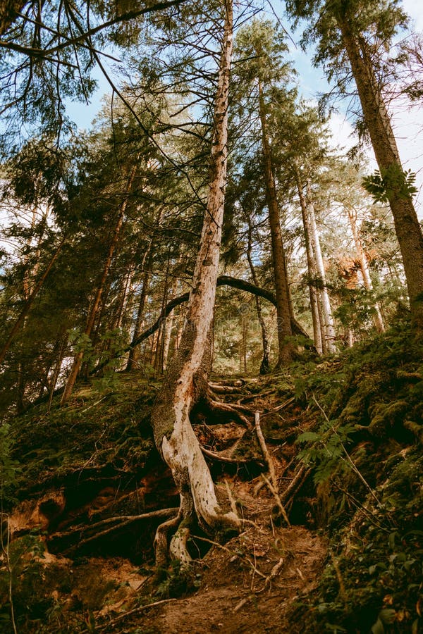 434 Rotting Tree Roots Stock Photos - Free & Royalty-Free Stock Photos ...