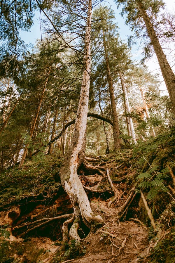 Old and Rotting Tree Showing the Roots in a Lush Forest by the Gauja ...