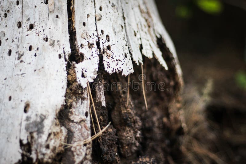 Old Rotting Tree Stump Close Up Stock Photo - Image of wood, natural ...