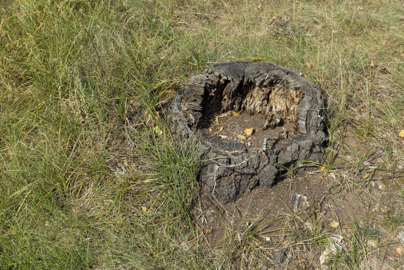 An Old Rotting Tree Stump in the Forest Stock Image - Image of rotting ...