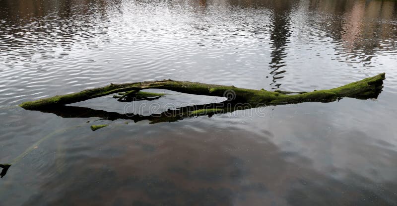 Old Rotting Tree Trunk Washed Up in a River Estuary Stock Photo - Image ...