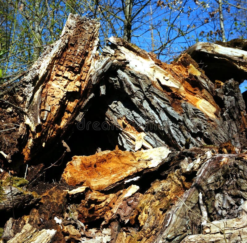 Old rotting willow tree stock photo. Image of rotting - 92043912