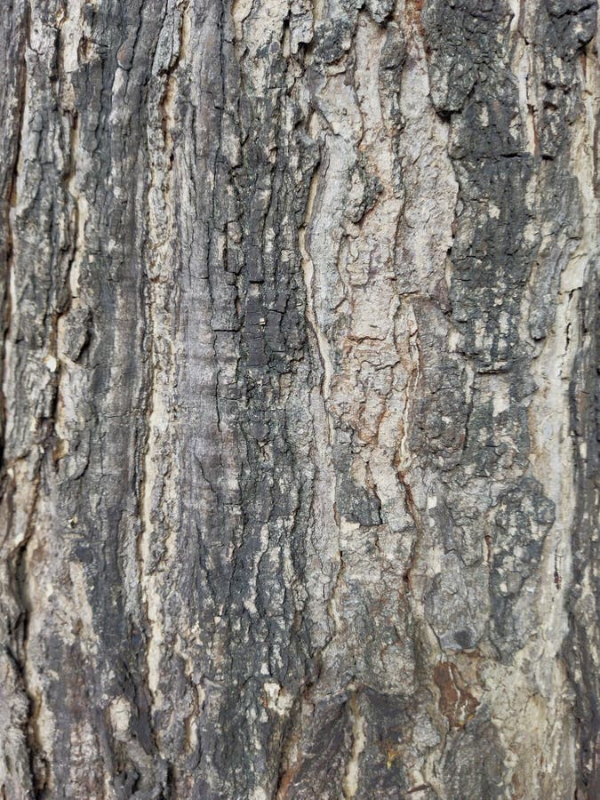 Old Rough Bark Texture or Background Stock Image - Image of backdrop ...