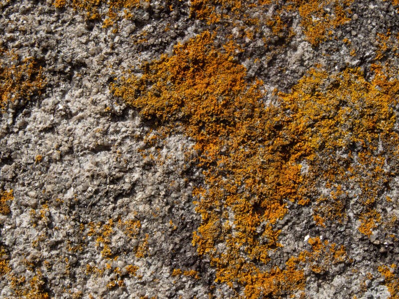 Old, Rough Rock Surface Background. Natural Texture with Orange Lichen ...