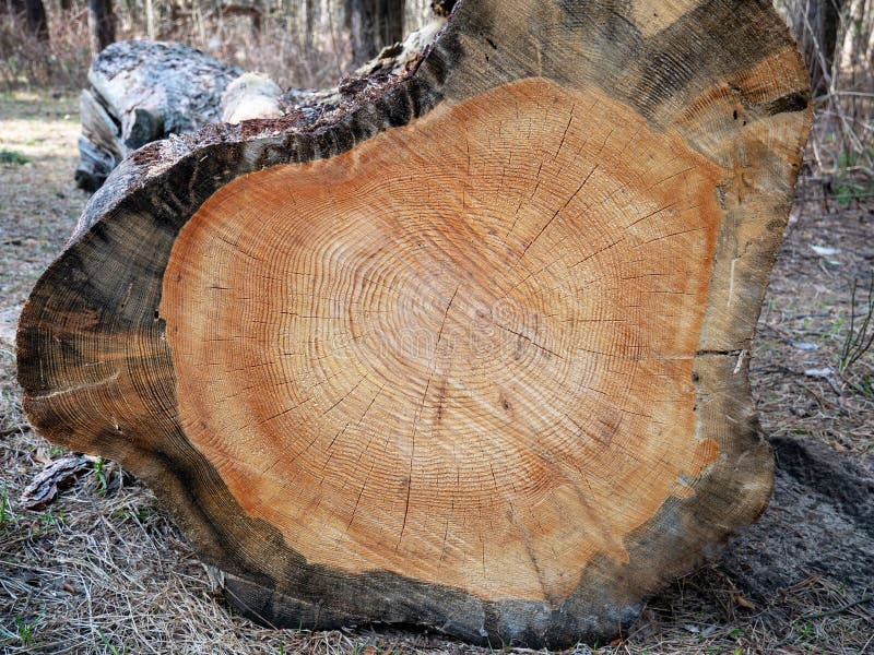 The Old, Rough Surface of a Cut-down Tree. Detailed Texture of Tree ...