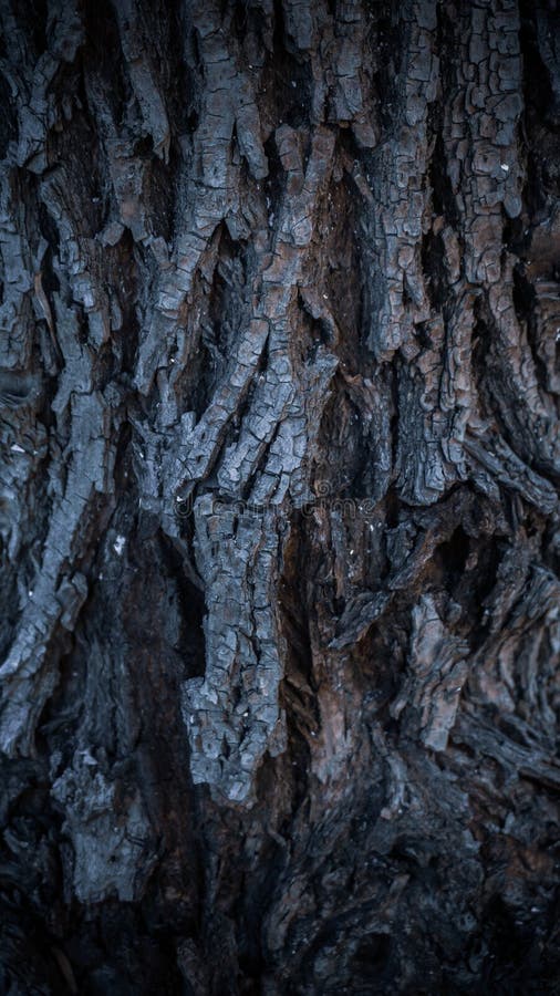 Colorful Rough Tree Texture Closeup Macro Stock Photo - Image of orange ...