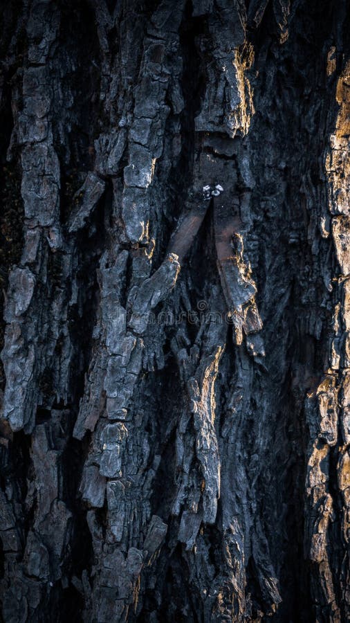 Colorful Rough Tree Texture Closeup Macro Stock Image - Image of nature ...