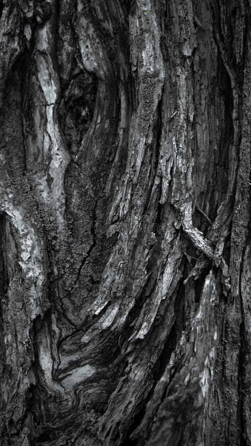 Colorful Rough Tree Texture Closeup Macro Stock Image - Image of floor ...