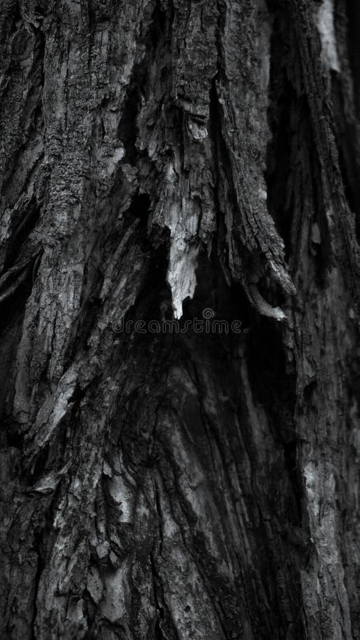 Colorful Rough Tree Texture Closeup Macro Stock Photo - Image of close ...