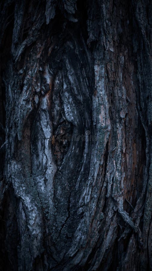 Colorful Rough Tree Texture Closeup Macro Stock Photo - Image of ...