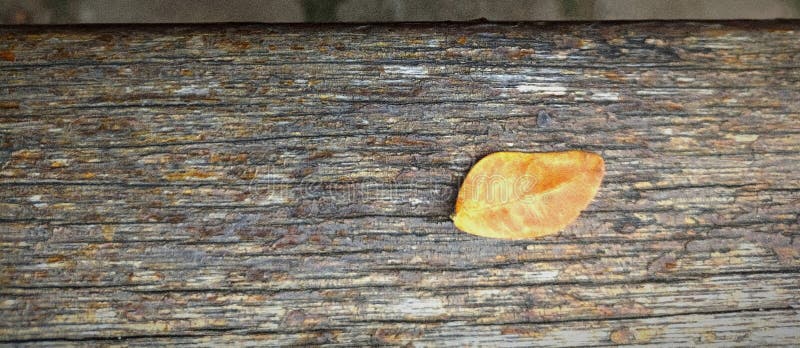 A Single Yellow Leaf on Old Rough Burn Black Wood Texture Board Stock ...