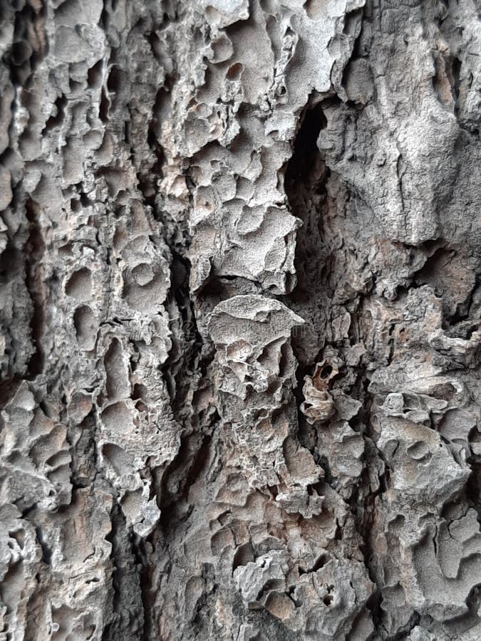 Image of Old Rough Wood Texture. Wooden Texture Background Stock Photo ...