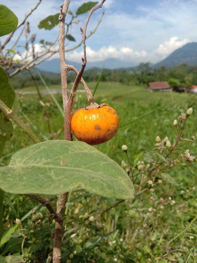Bulay Eggplant Stock Photos - Free & Royalty-Free Stock Photos from ...