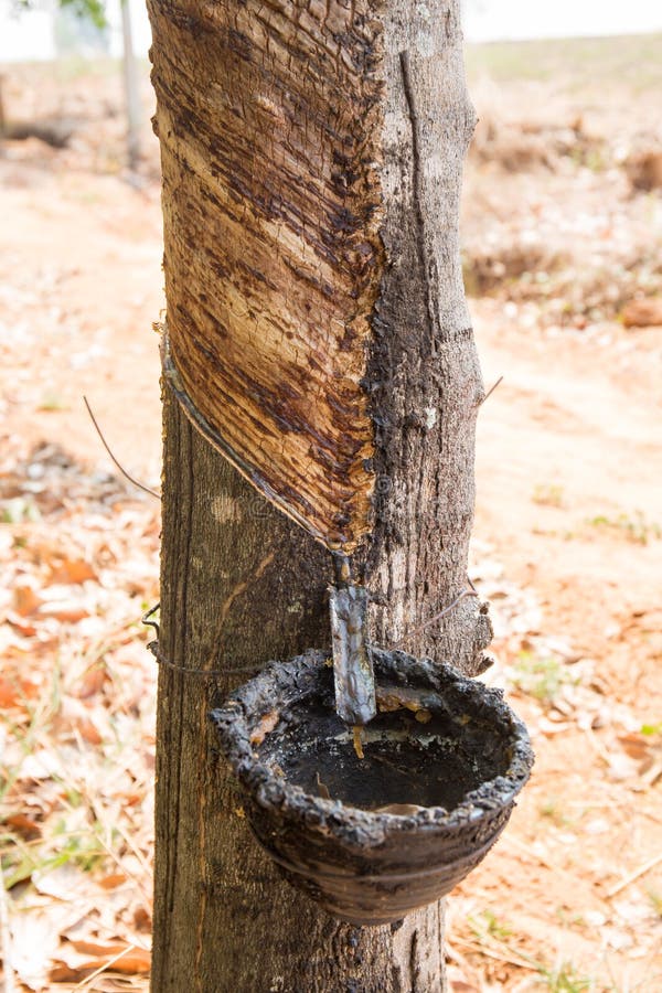 Rubber Tree Farm at Thailand As a Source of Natural Rubber Stock Photo ...