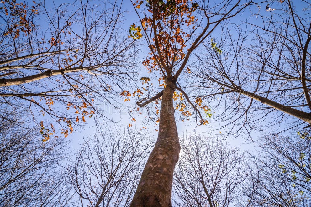The Old Rubber Tree Has Turned Red and is Dropping Leaves Stock Image ...