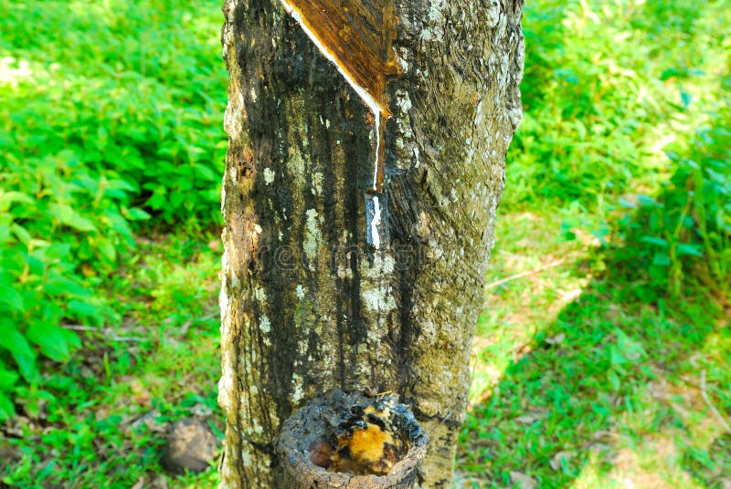 Caoutchouc tree stock photo. Image of latex, india, farm - 21635028