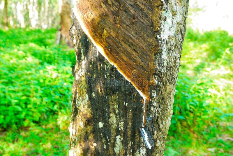 Old Rubber Tree , Rubber and Caoutchouc , Rubber Tapping Stock Image ...