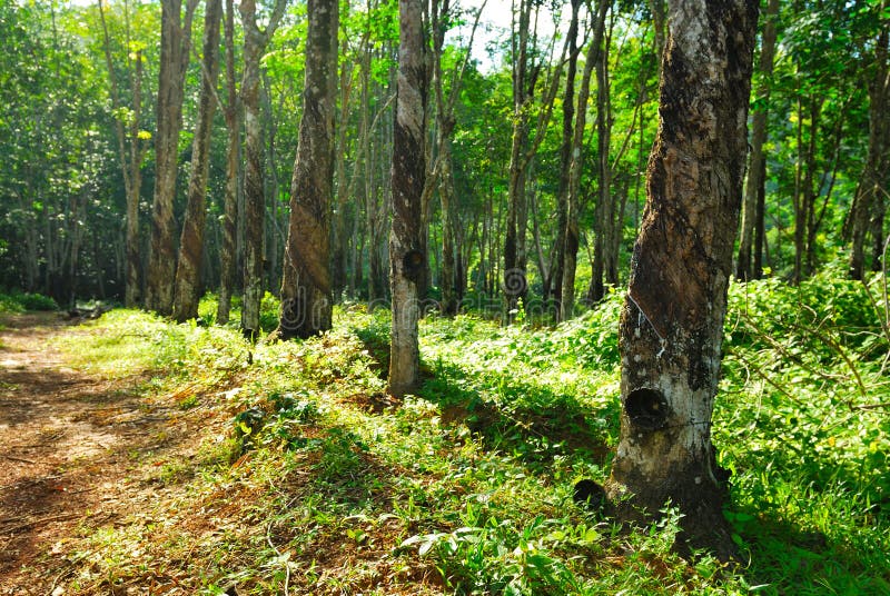 Old Rubber Tree , Rubber and Caoutchouc , Rubber Tapping Stock Image ...
