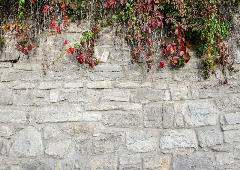 Old, Rugged Brick Wall Texture with Bright Fall Greenery Perfect for ...