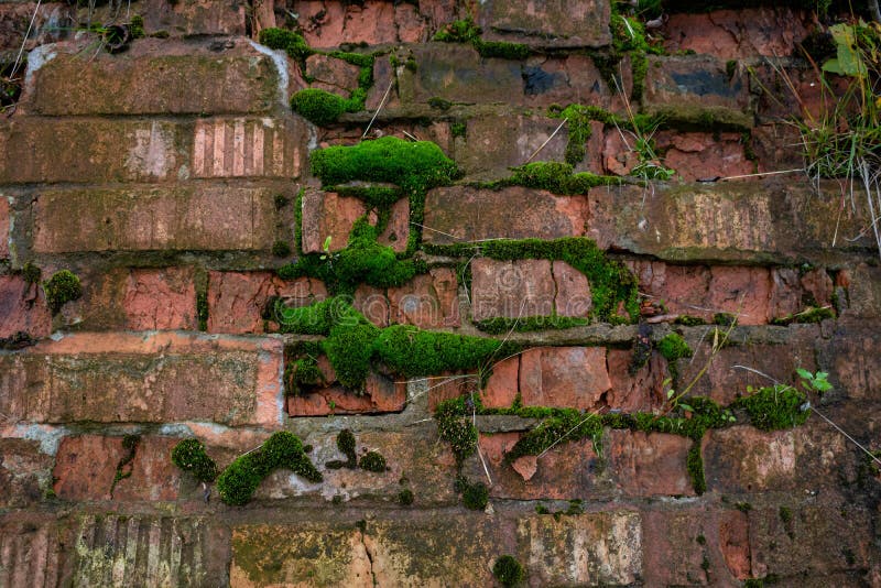 Old Ruined Brick Wall Overgrown with Moss Stock Photo - Image of wall ...