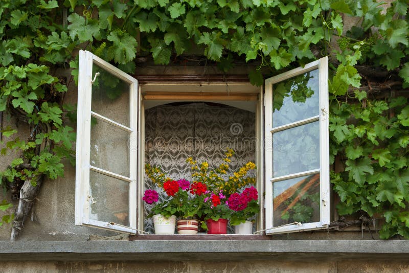 Old rural window stock photo. Image of open, plants, vineyard - 39545674