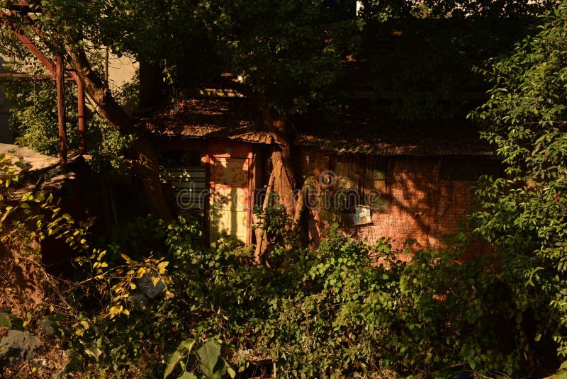 Old Rustic Hut Surrounded by Greenery Under Sunlight Stock Photo ...